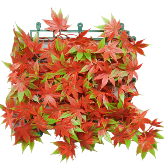 Maple Rojo – Rock & Stone